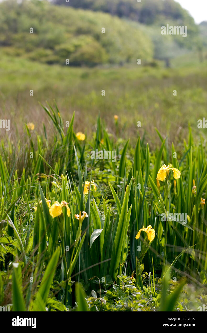 Natural pond Dunraven Park Coastal path Heritage Coast Southerndown ...