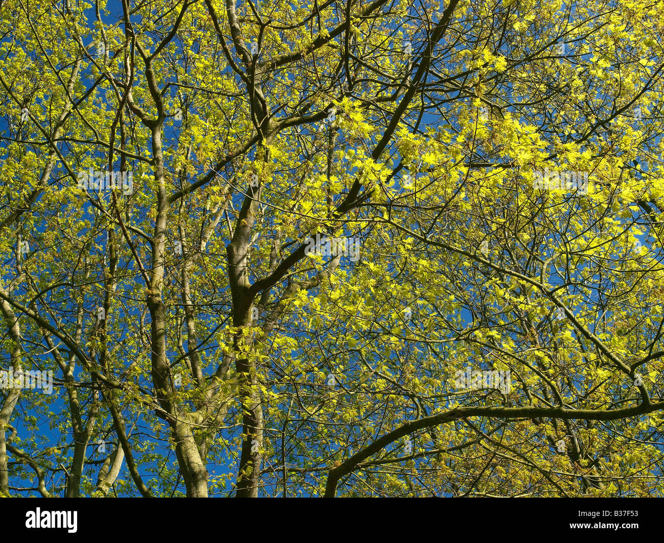 Oak tree branches in Sheringham Park in spring, Norfolk, UK Stock Photo ...