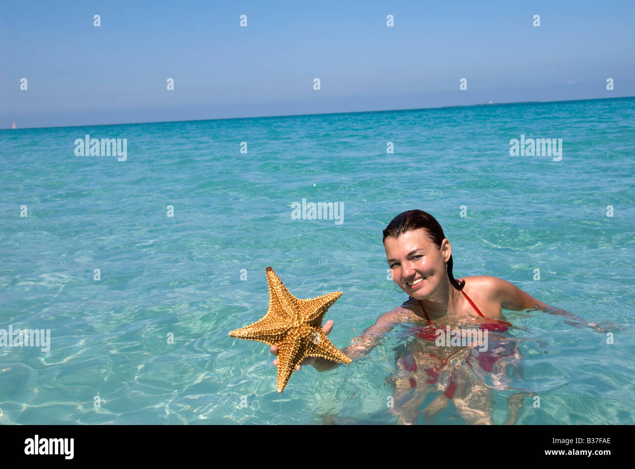 Seastar hi-res stock photography and images - Alamy