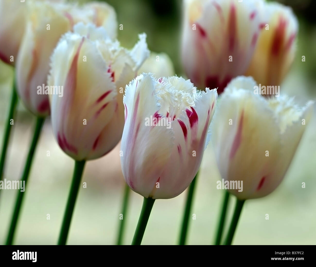 Batch of Tulips Stock Photo - Alamy