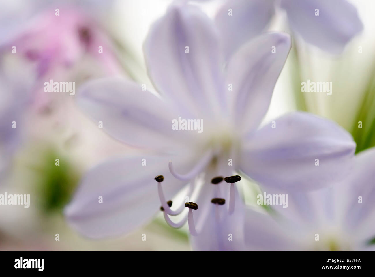Agapanthus Silver Mist Stock Photo - Alamy