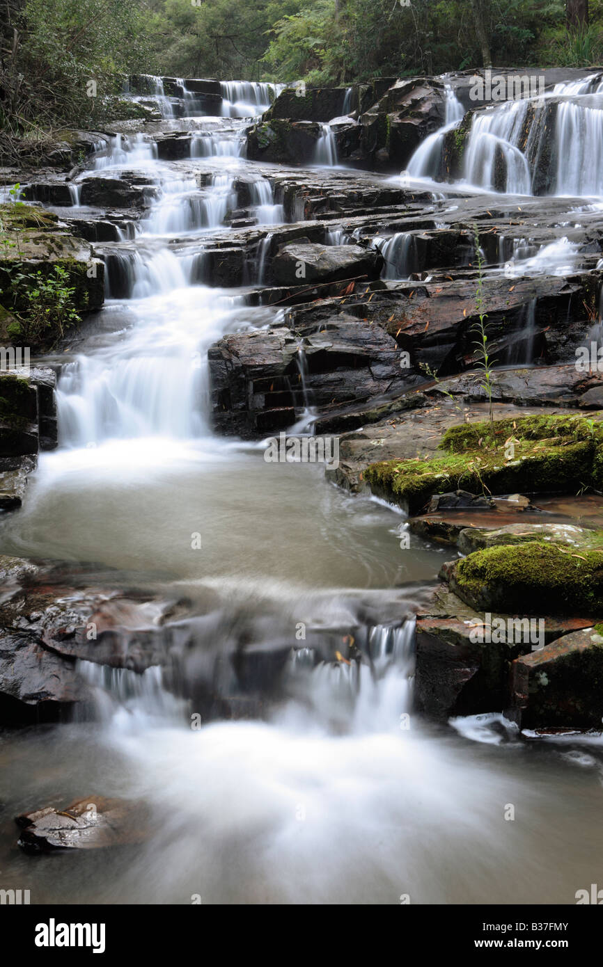 Amatola forest hi-res stock photography and images - Alamy