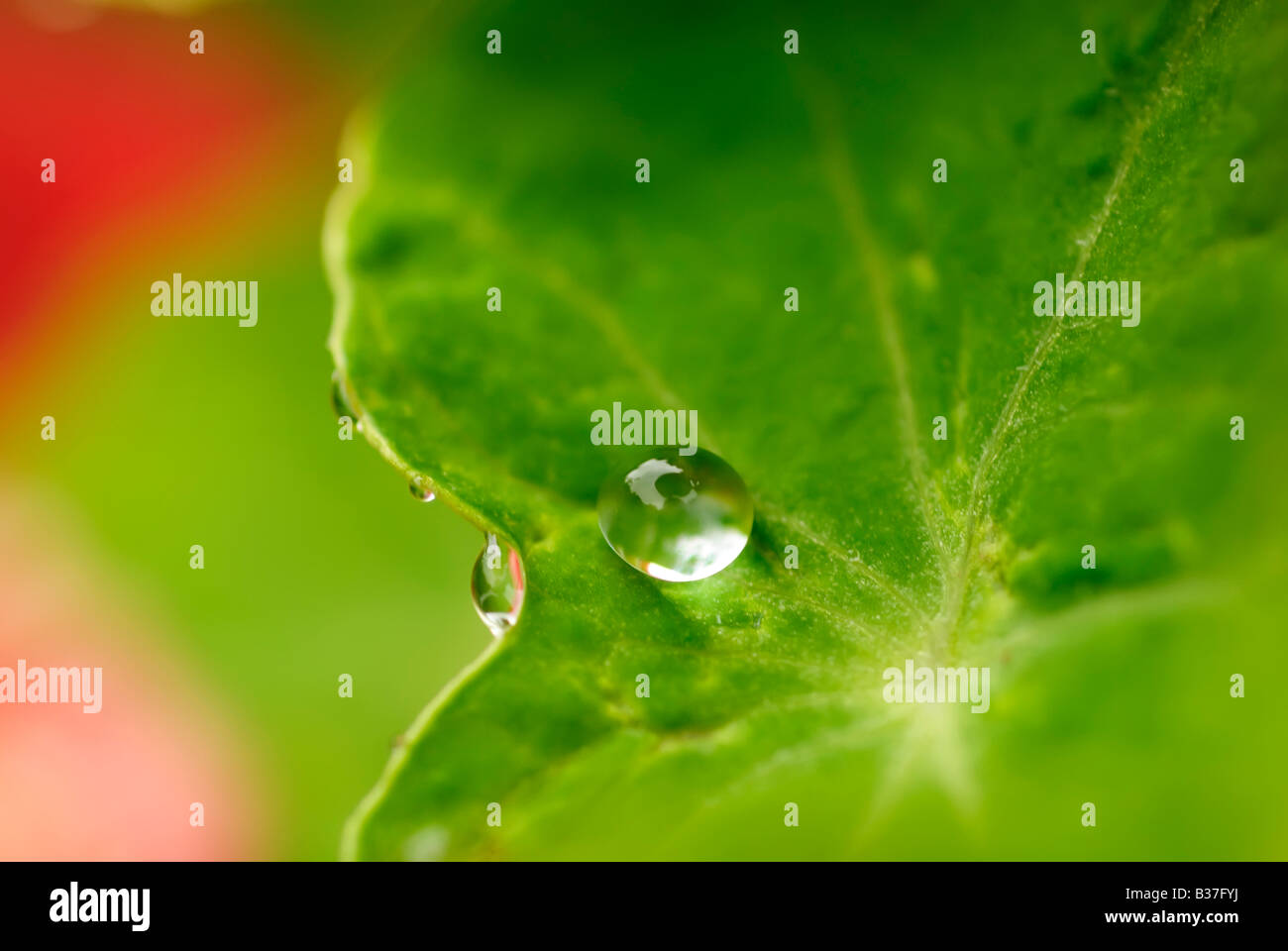 Leaflet drop hi-res stock photography and images - Alamy