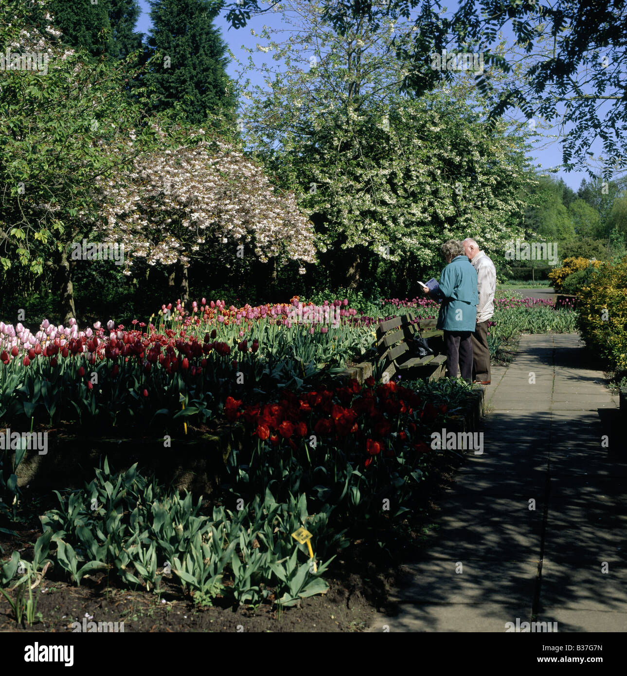 Springfields Large flower bed of tulips Mature couple standing by bench ...