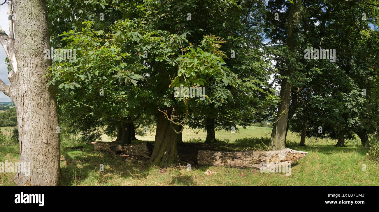 woodland with trees in the countryside Stock Photo - Alamy