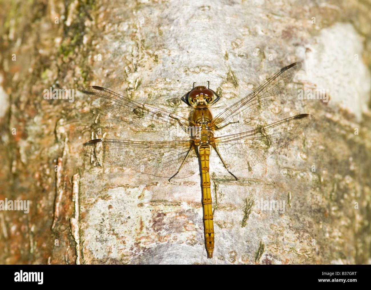 Dragonfly - Common Darter Stock Photo - Alamy