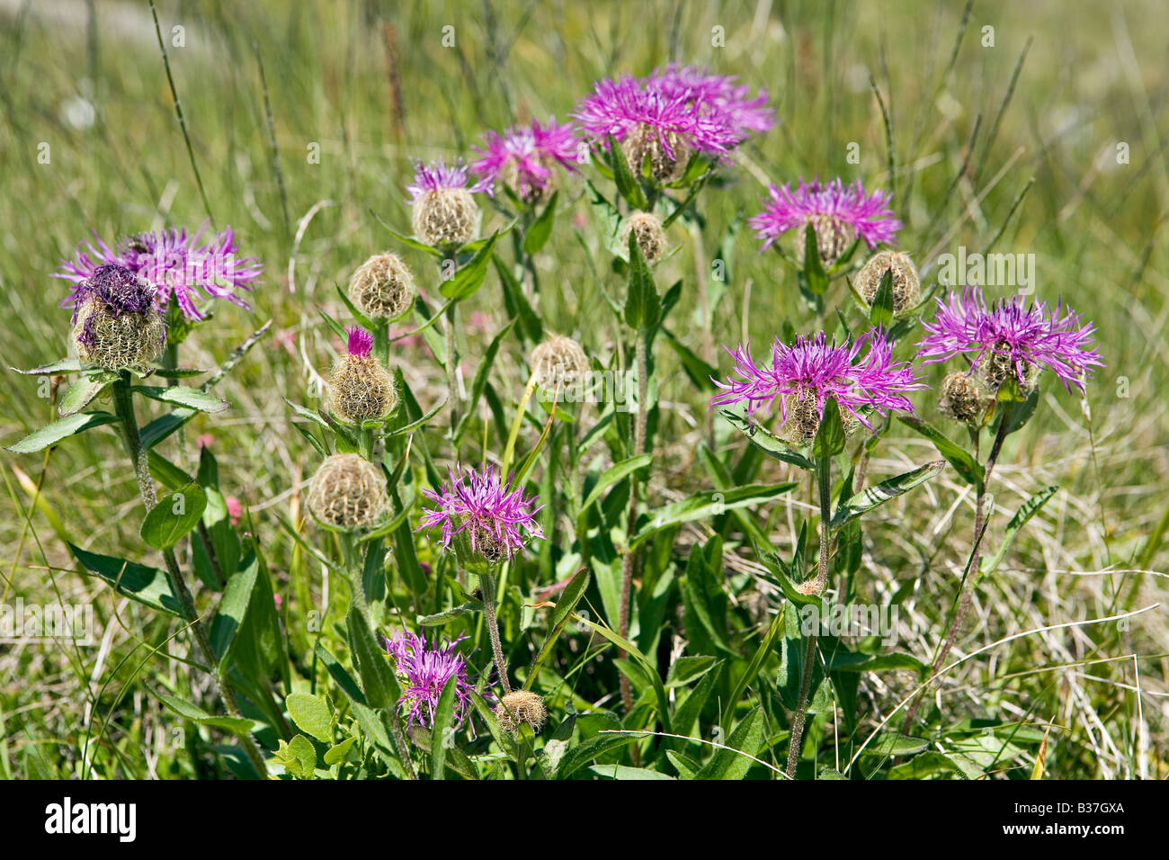 Blooming flowers in World Heritage Site Pirin National Park Bulgaria ...