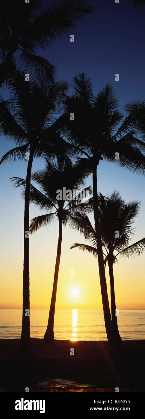 Sunrise and Palm Trees Stock Photo - Alamy