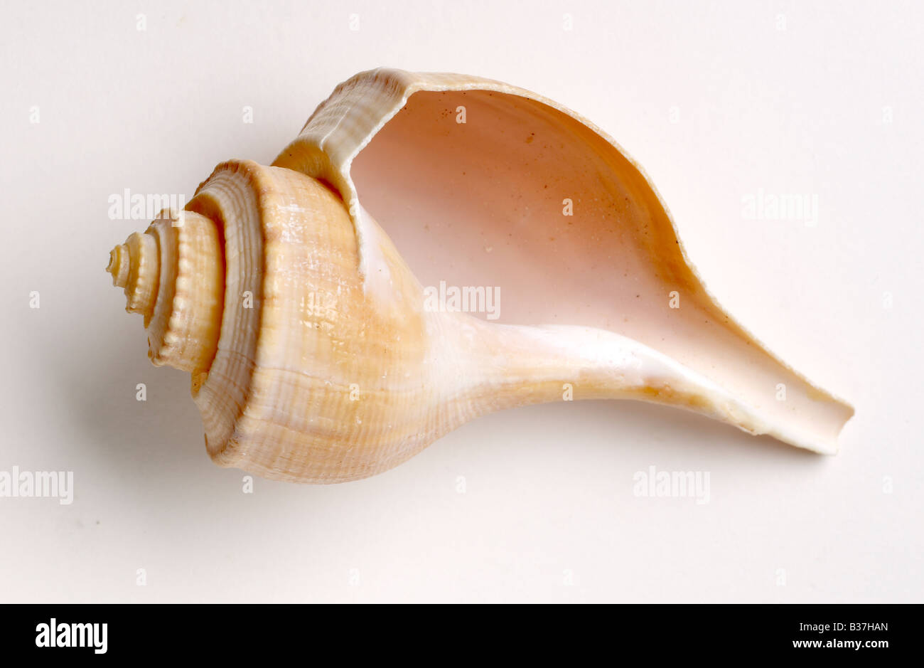Seashell hi-res stock photography and images - Alamy