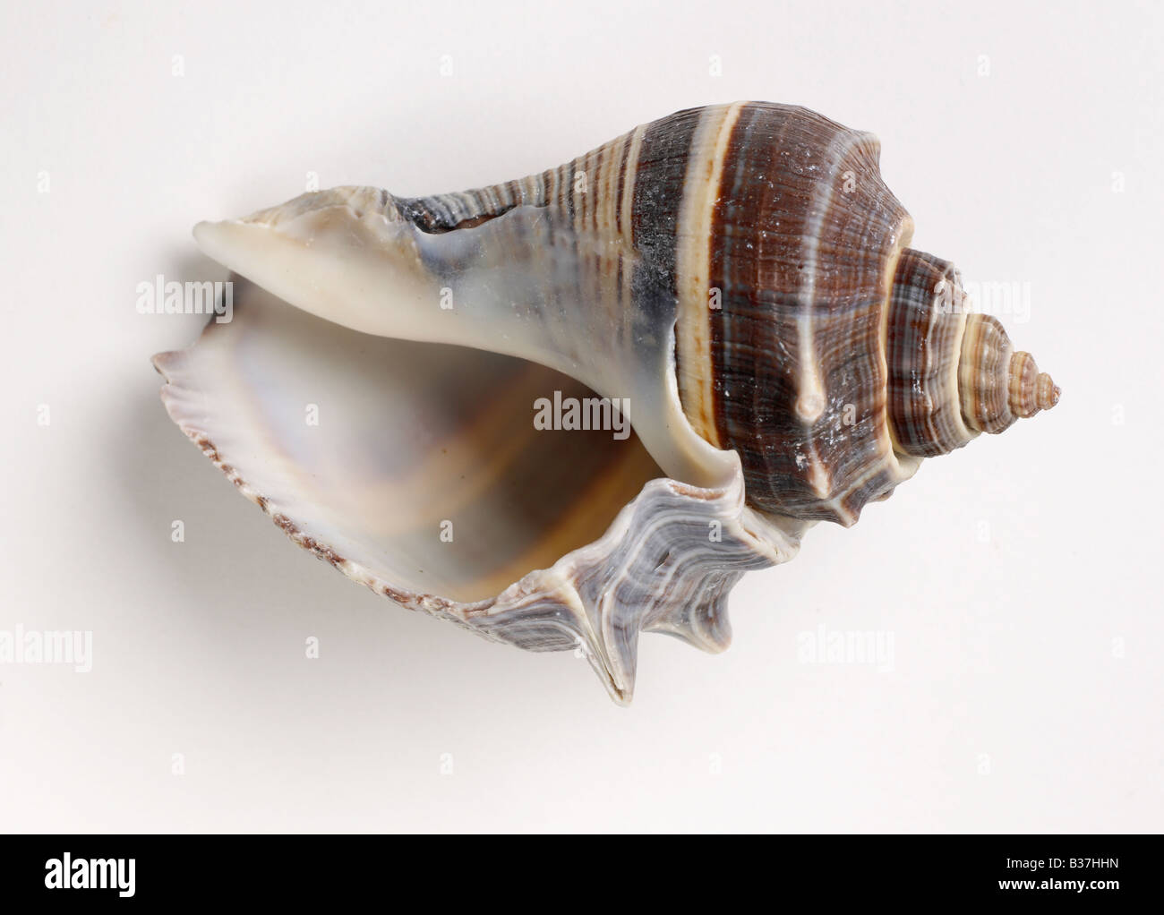 Iconic seashell hi-res stock photography and images - Alamy