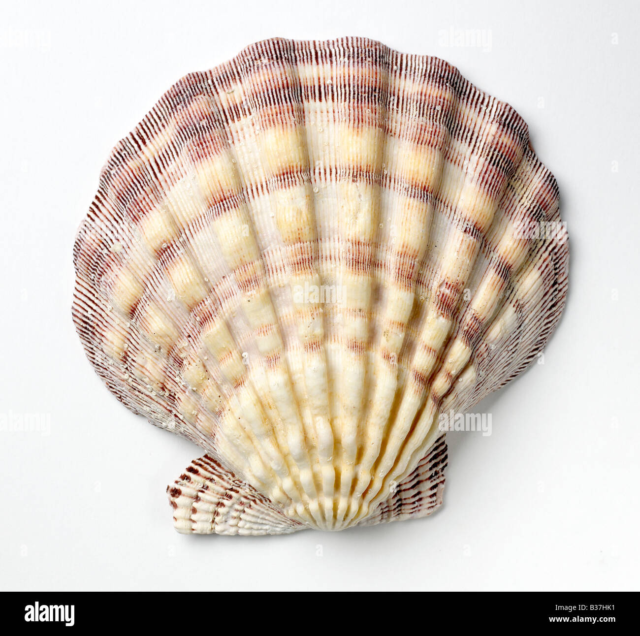 Iconic seashell hi-res stock photography and images - Alamy