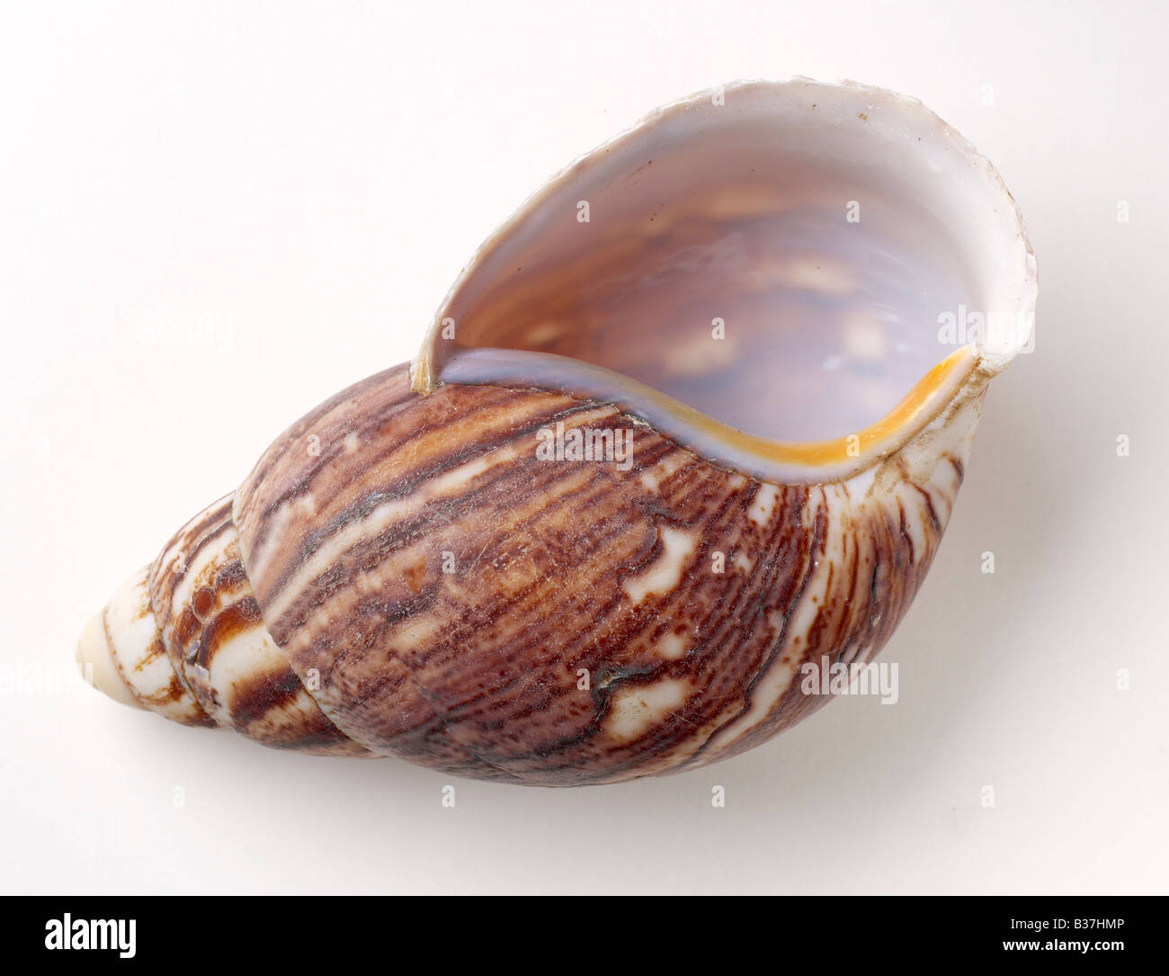 Iconic seashell hi-res stock photography and images - Alamy