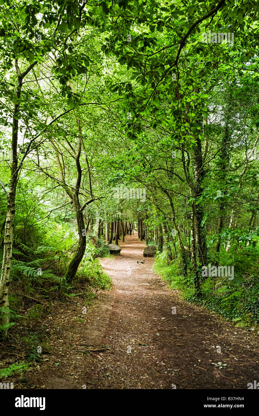 Beautiful Enchanted Forest