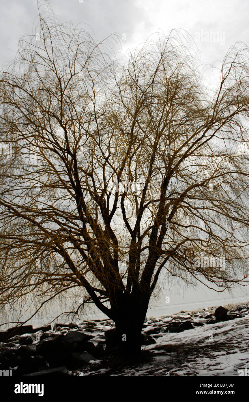Wilting tree hi-res stock photography and images - Alamy