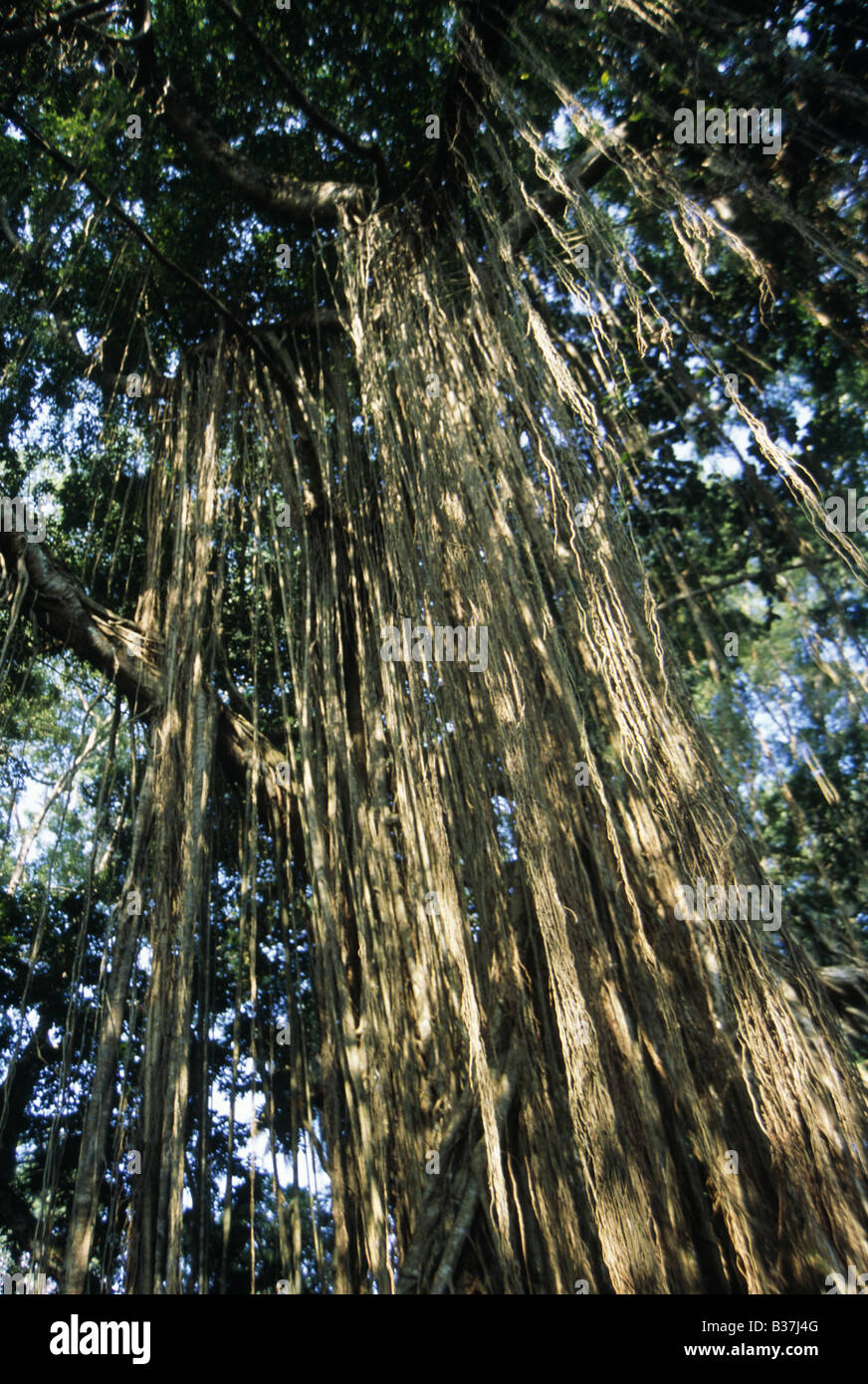 Fig Tree (Ficus sp) with aerialroots, Monkey Forest Sanctuary (Padang ...