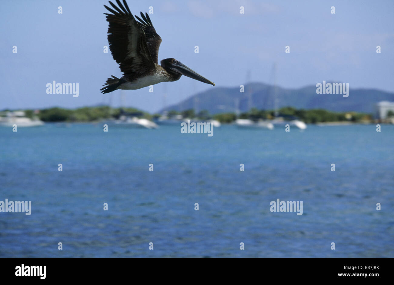 British Virgin Islands Pelican bird in flight Large beak Silhouette of ...