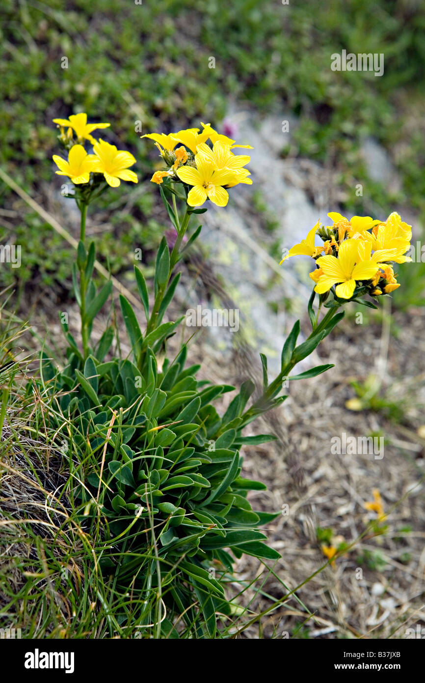Blooming flowers in World Heritage Site Pirin National Park Bulgaria ...