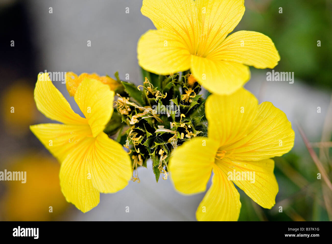 Blooming flowers in World Heritage Site Pirin National Park Bulgaria ...