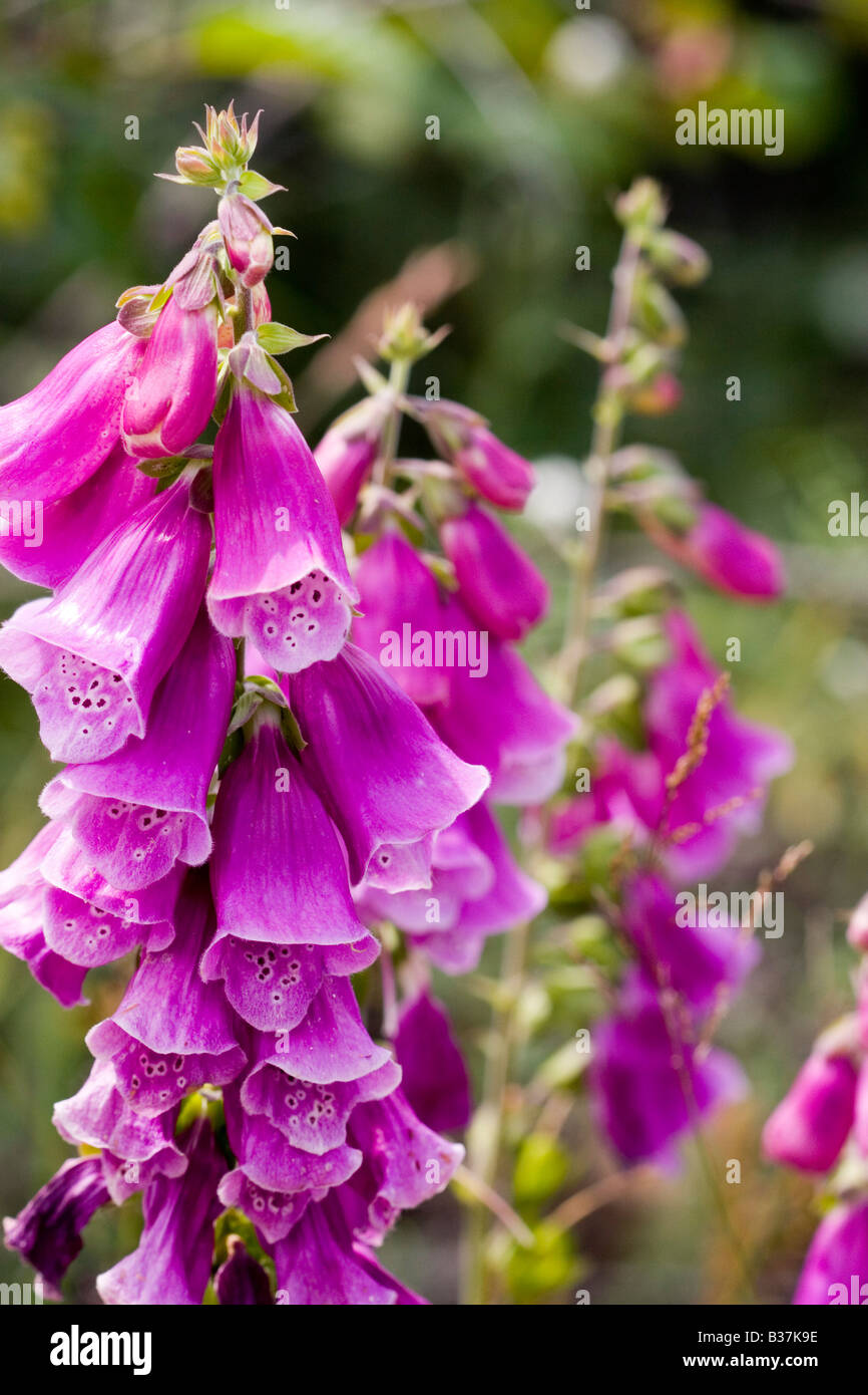 Digitalis purpurea pink hi-res stock photography and images - Alamy