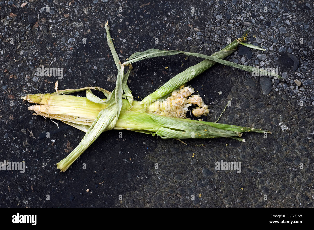 Close up of a crushed ear of corn on the street Stock Photo - Alamy