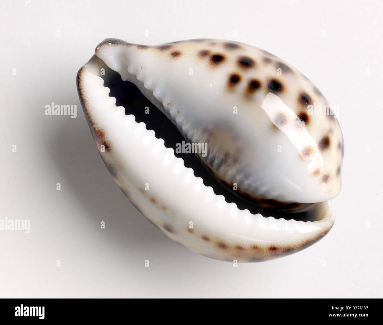 Iconic seashell hi-res stock photography and images - Alamy