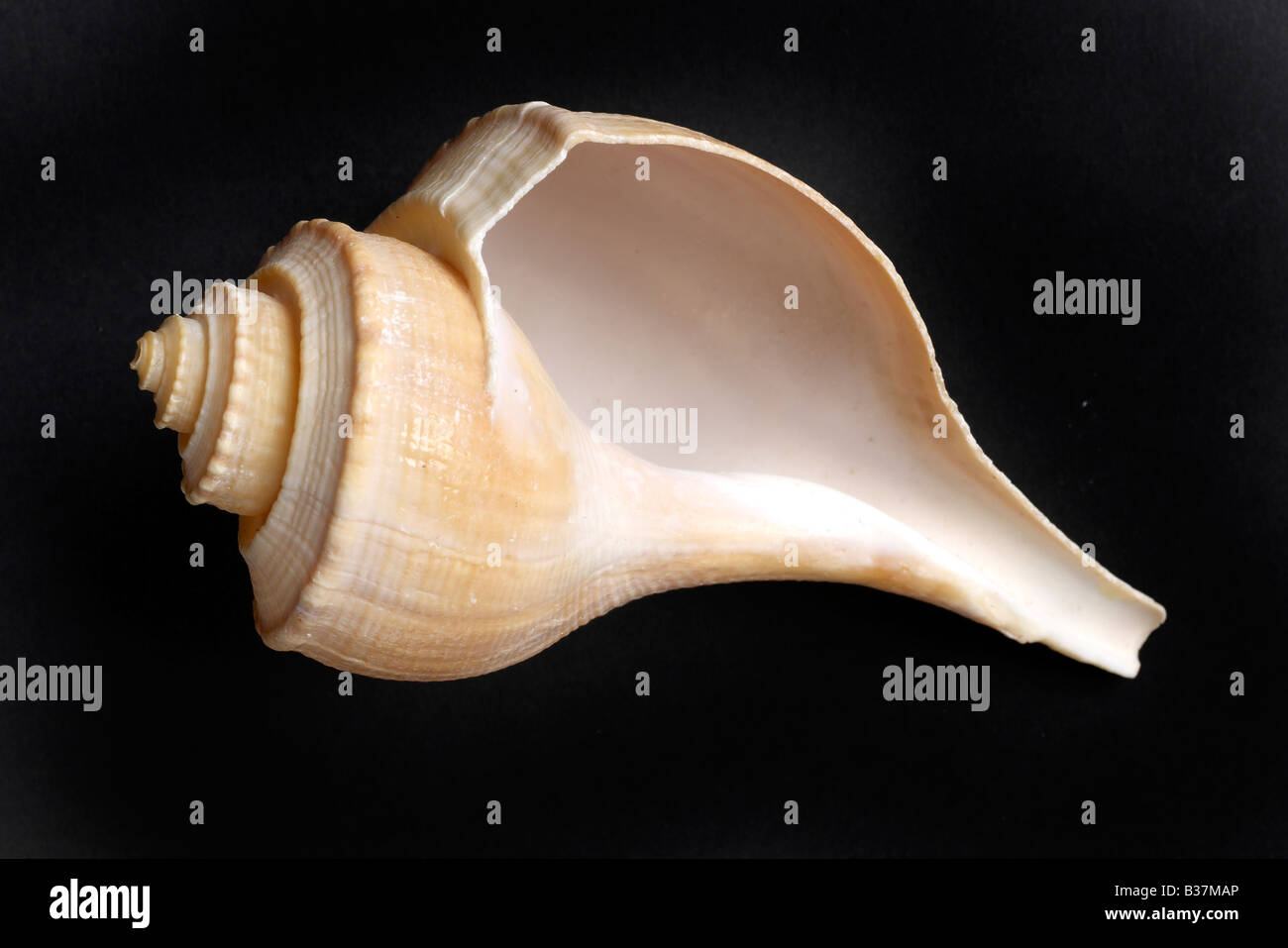 Iconic seashell hi-res stock photography and images - Alamy