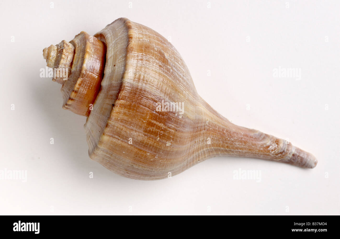 Seashell Seashell mollusk Stock Photo - Alamy