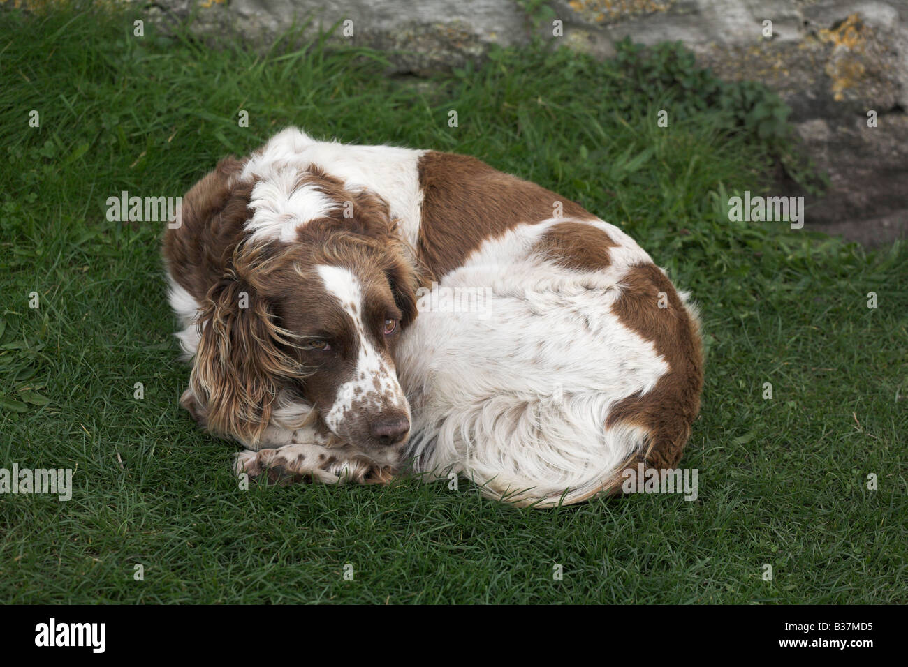 Springer Spaniel dog curled up Stock Photo - Alamy
