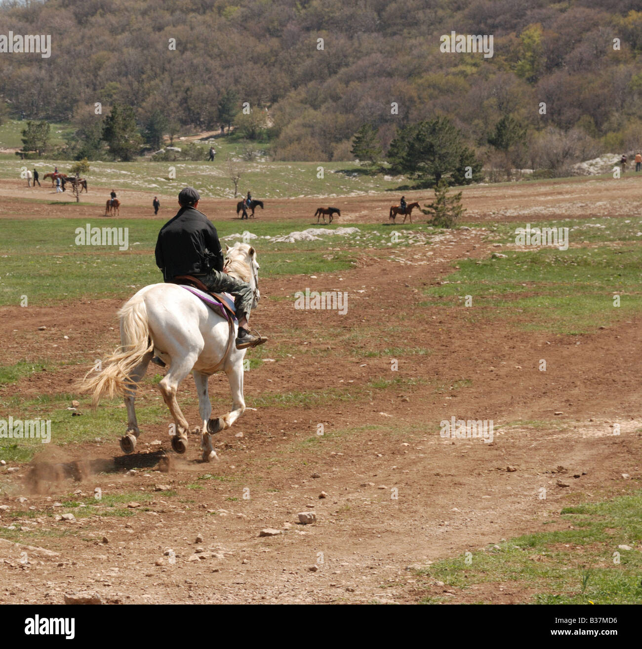 The horseman A horse running a jog trot with the equestrian Stock Photo ...