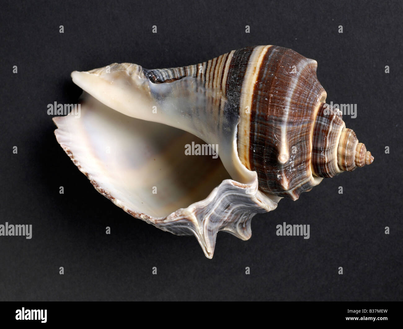 Seashell Seashell mollusk Stock Photo - Alamy