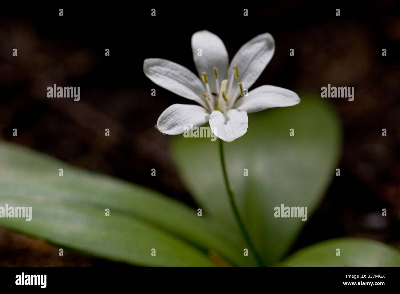 Queens cup flower hi-res stock photography and images - Alamy