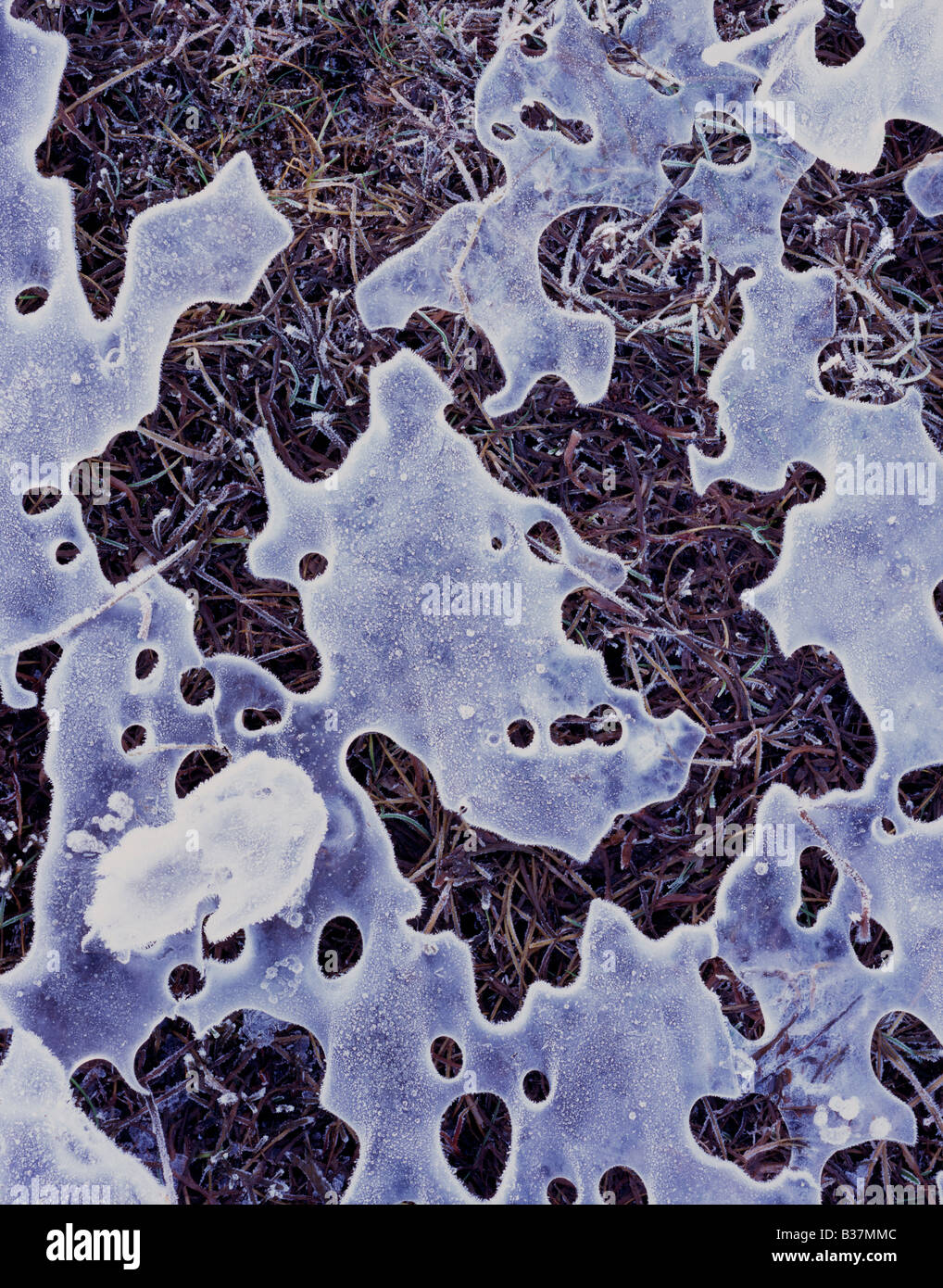 Frozen salt marsh hi-res stock photography and images - Alamy