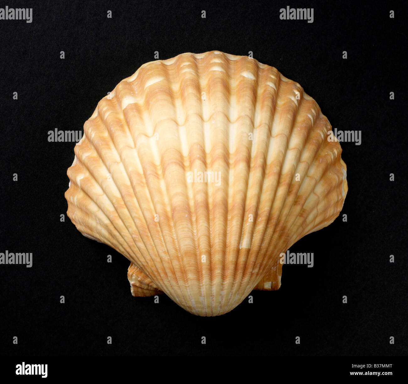 Seashell Seashell mollusk Stock Photo - Alamy