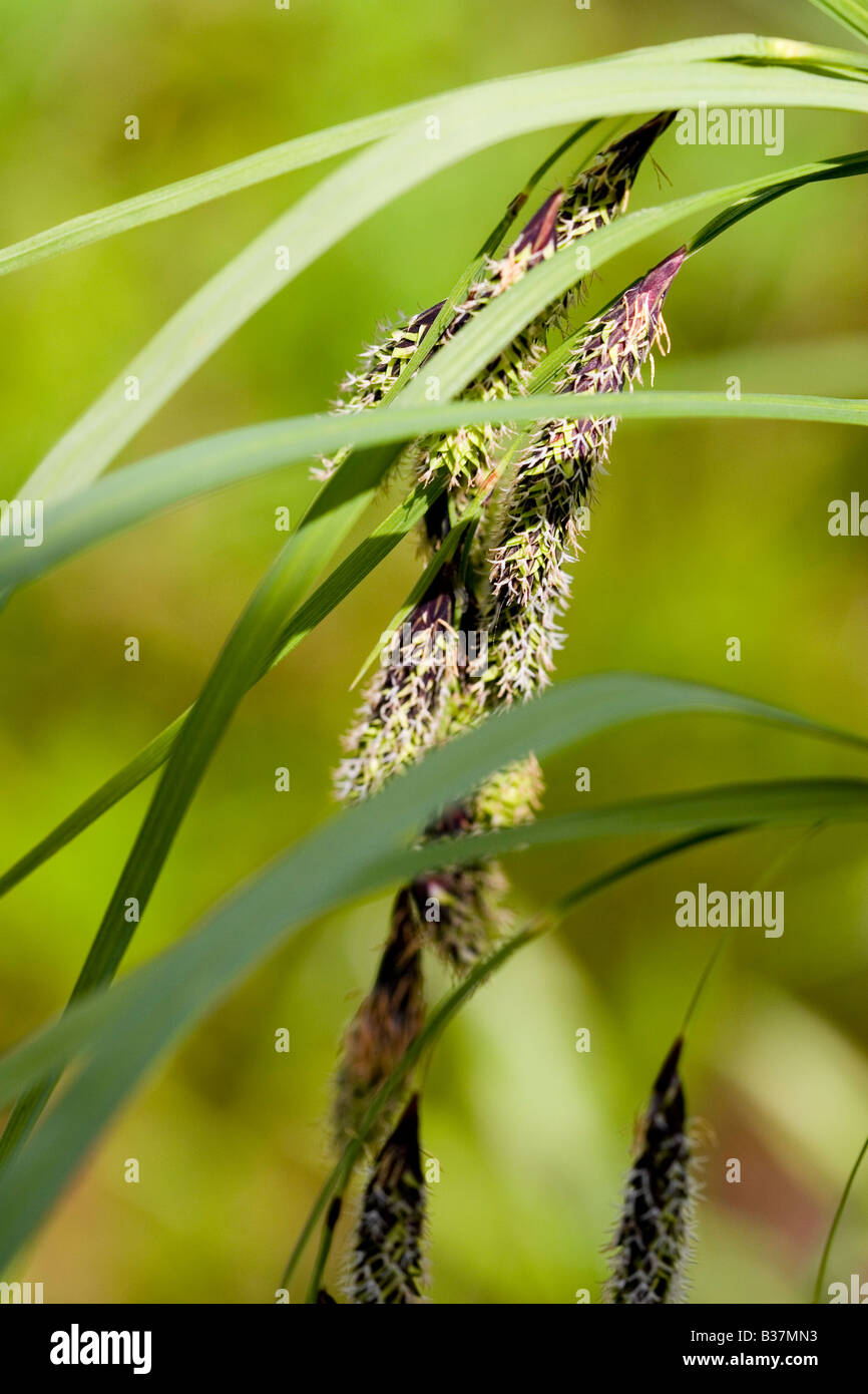 Wild Sedge (Carex sitchensis Stock Photo - Alamy