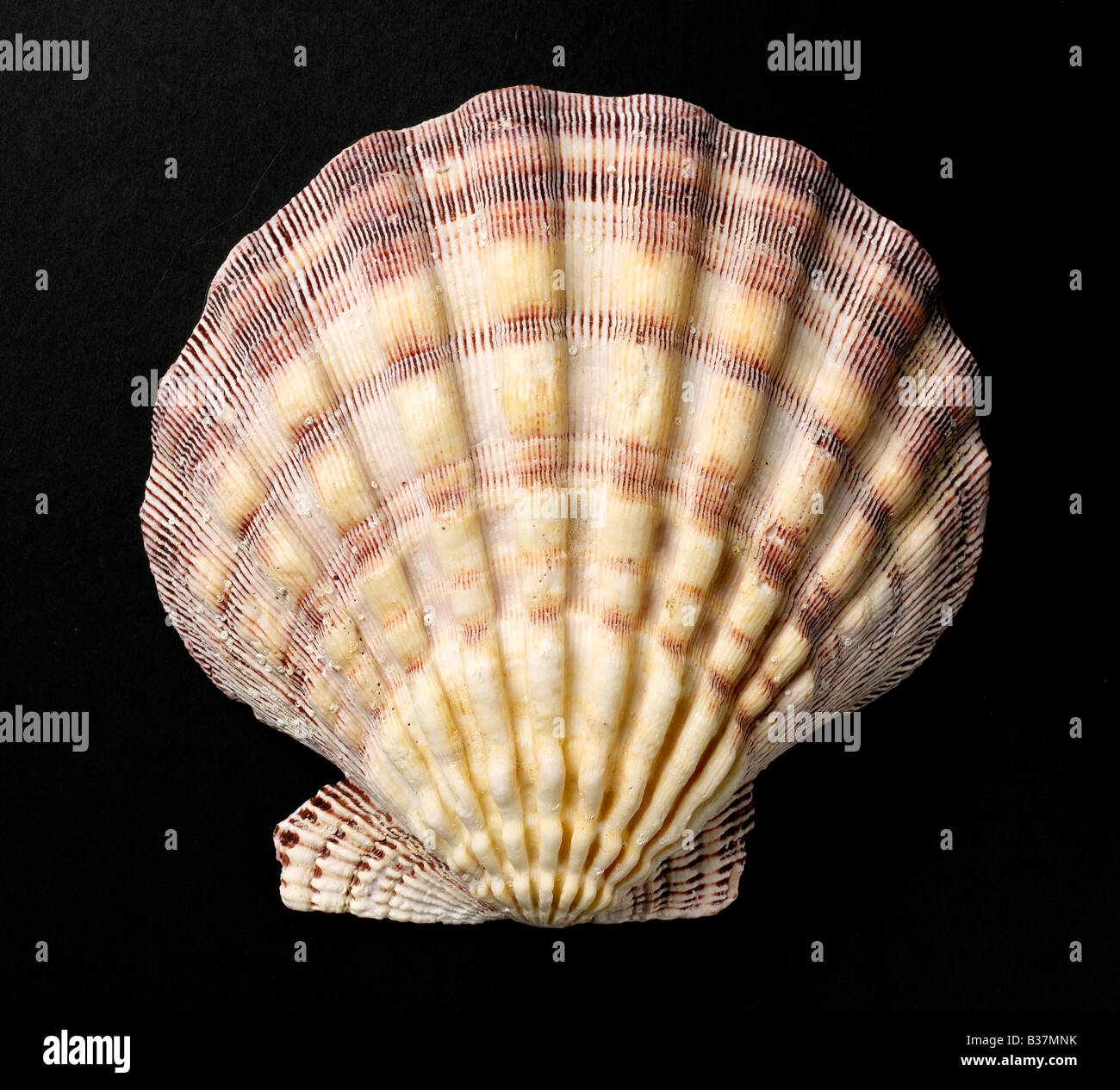 Seashell Seashell mollusk Stock Photo - Alamy