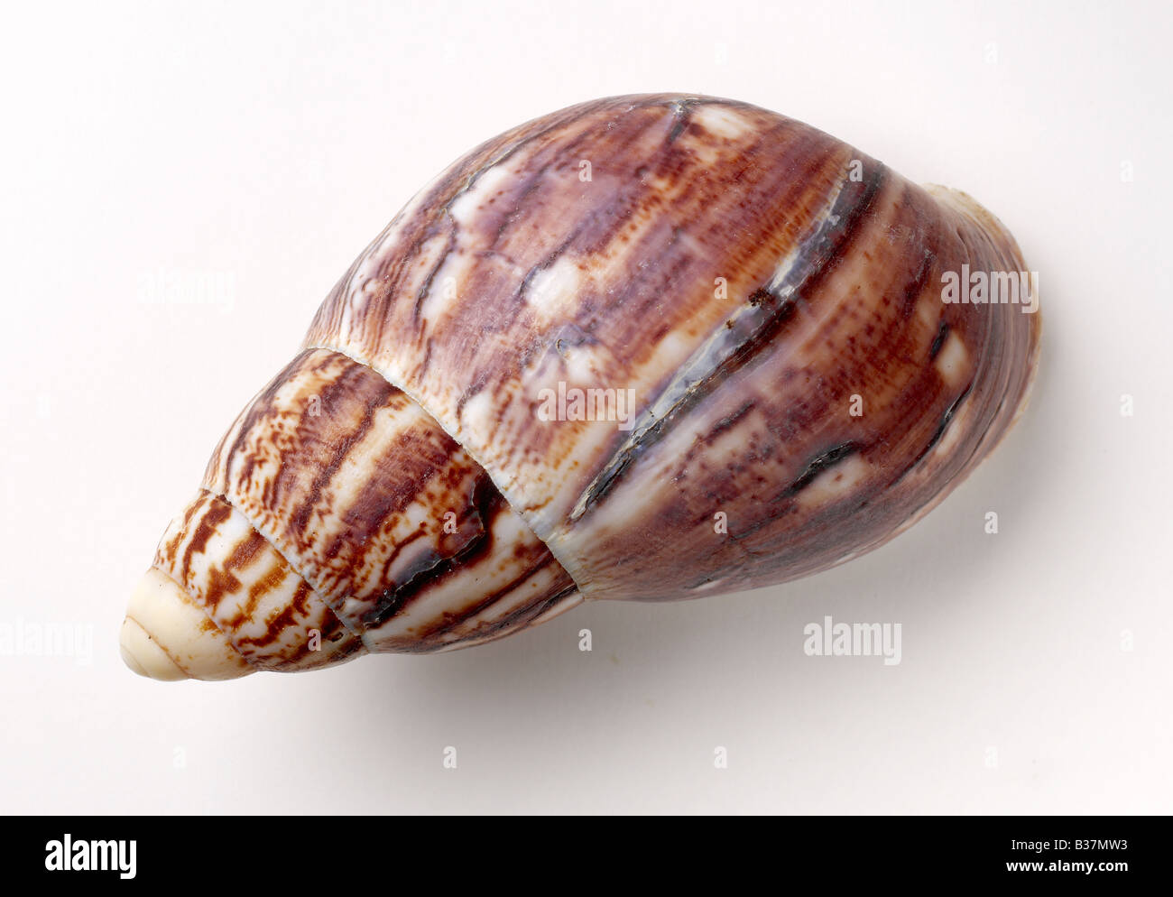 Iconic seashell hi-res stock photography and images - Alamy