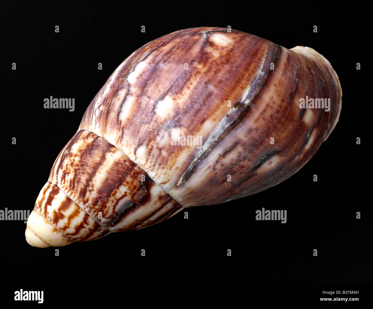 Iconic seashell hi-res stock photography and images - Alamy