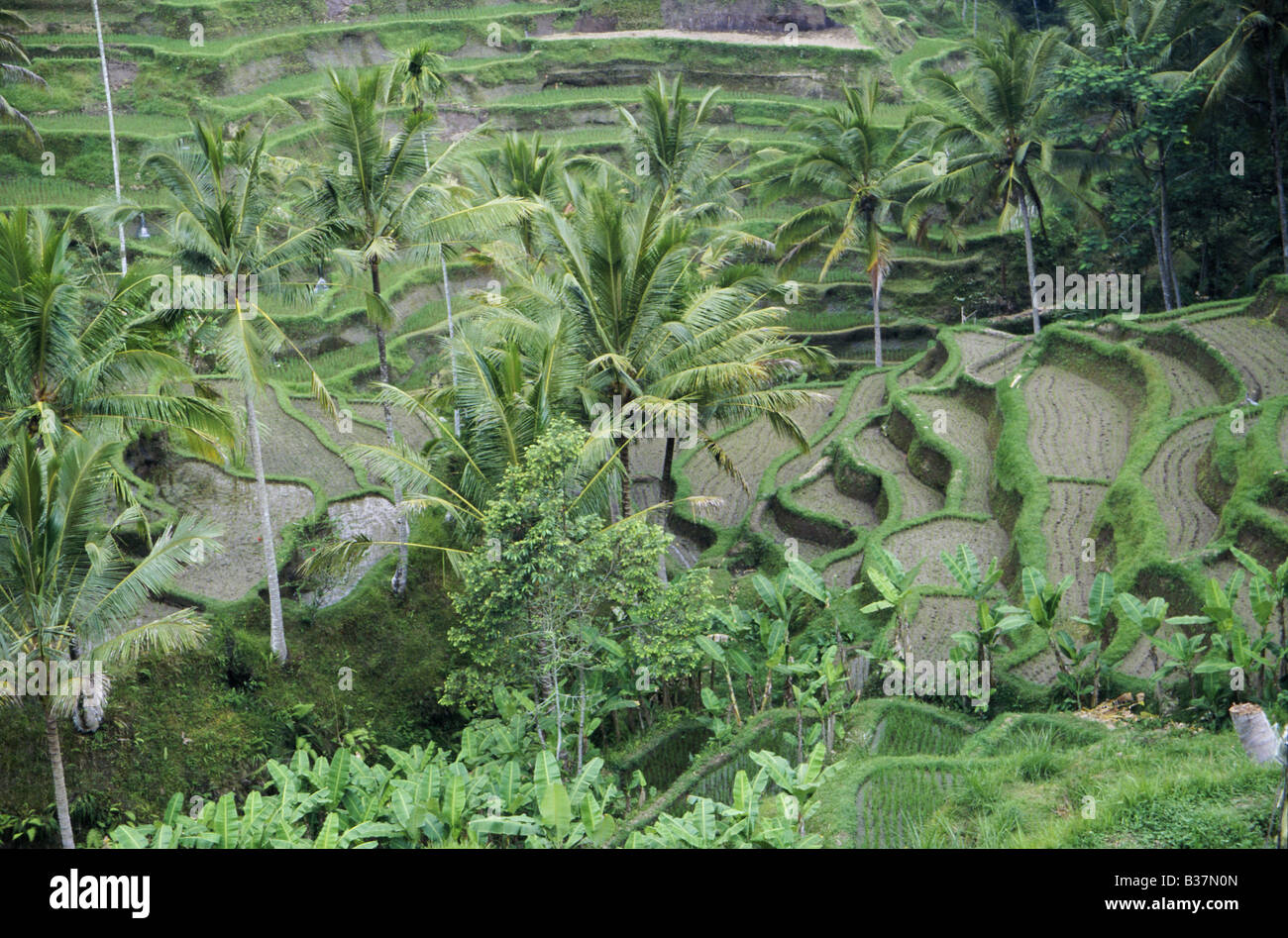 Steep slopes Terraced Rice paddies water Contrasting stripes of green ...