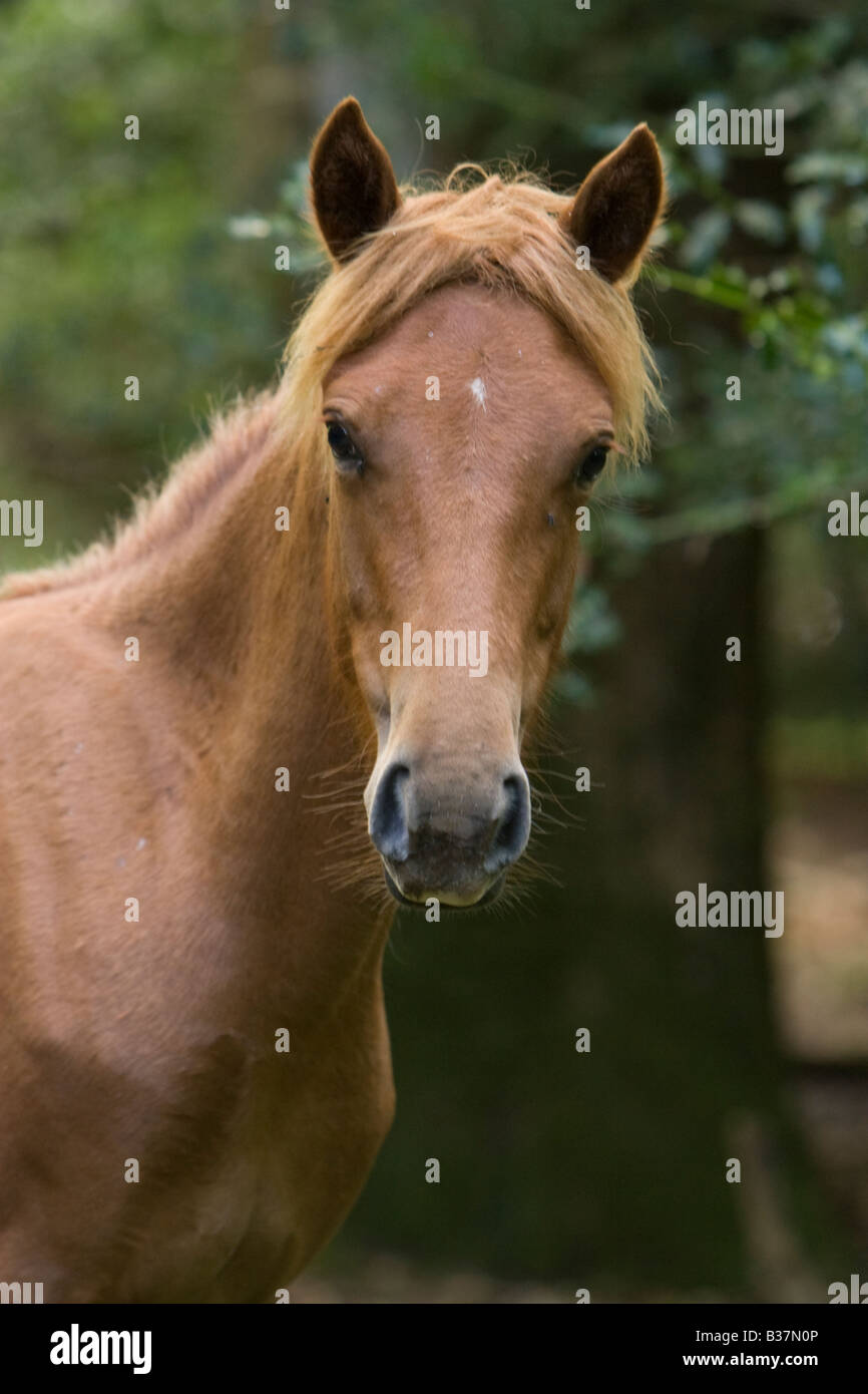 New Forest pony, standing in the forest Stock Photo - Alamy