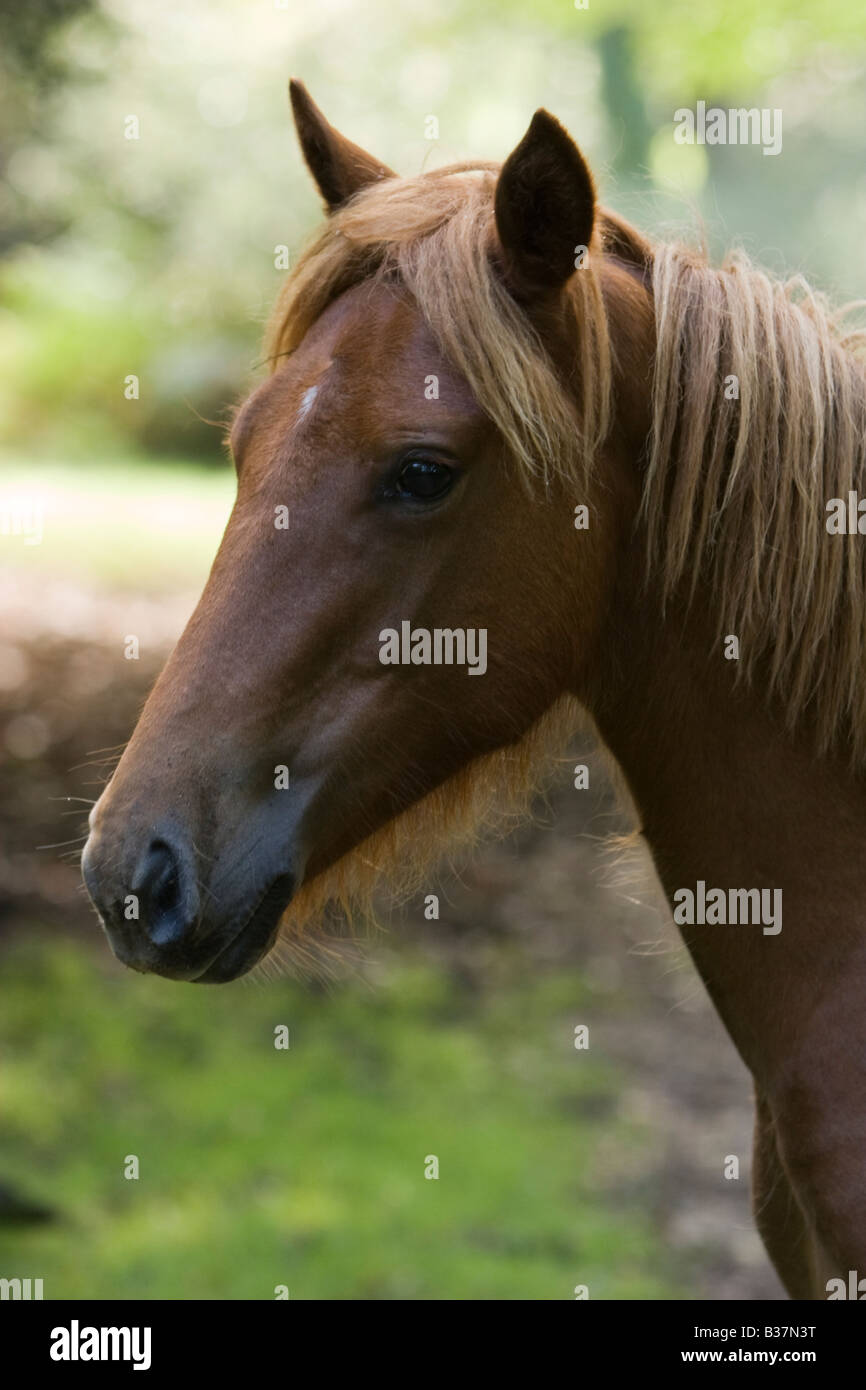 New Forest pony, standing in the forest Stock Photo - Alamy