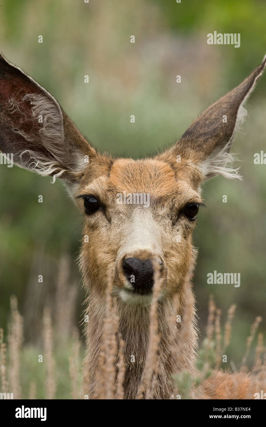 Blacktail Mule Deer High Resolution Stock Photography and Images - Alamy