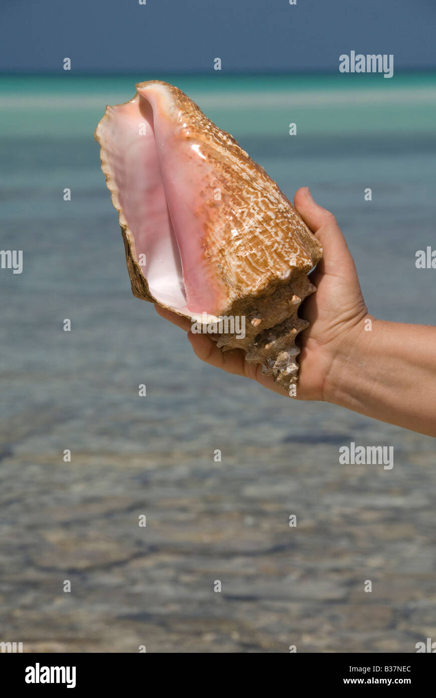 A hand holding a seashell Stock Photo - Alamy