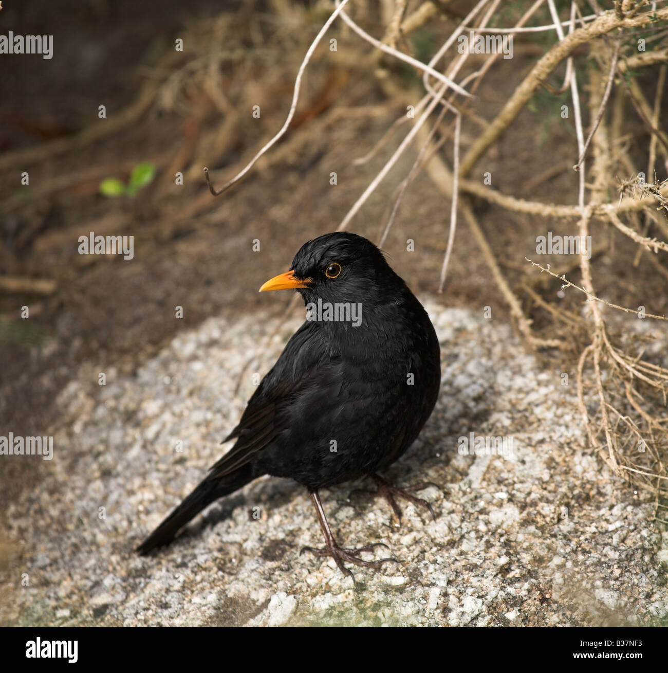 Male european blackbird turdus merula on scilly Isles UK Stock Photo ...