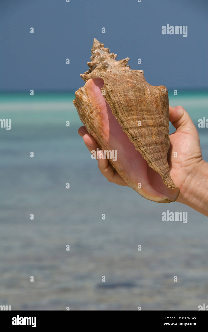 A hand holding a seashell Stock Photo - Alamy