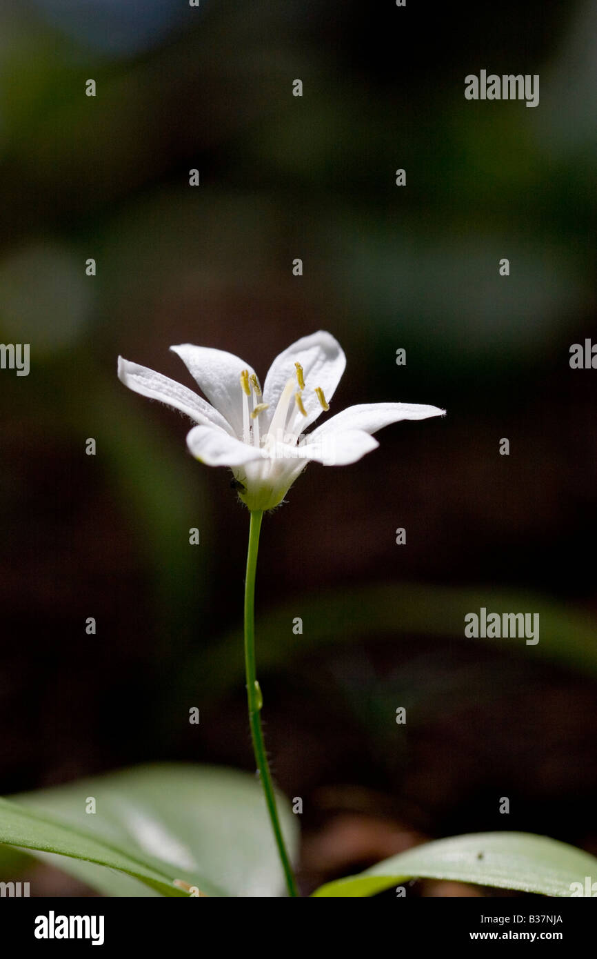 Queens cup flower hi-res stock photography and images - Alamy