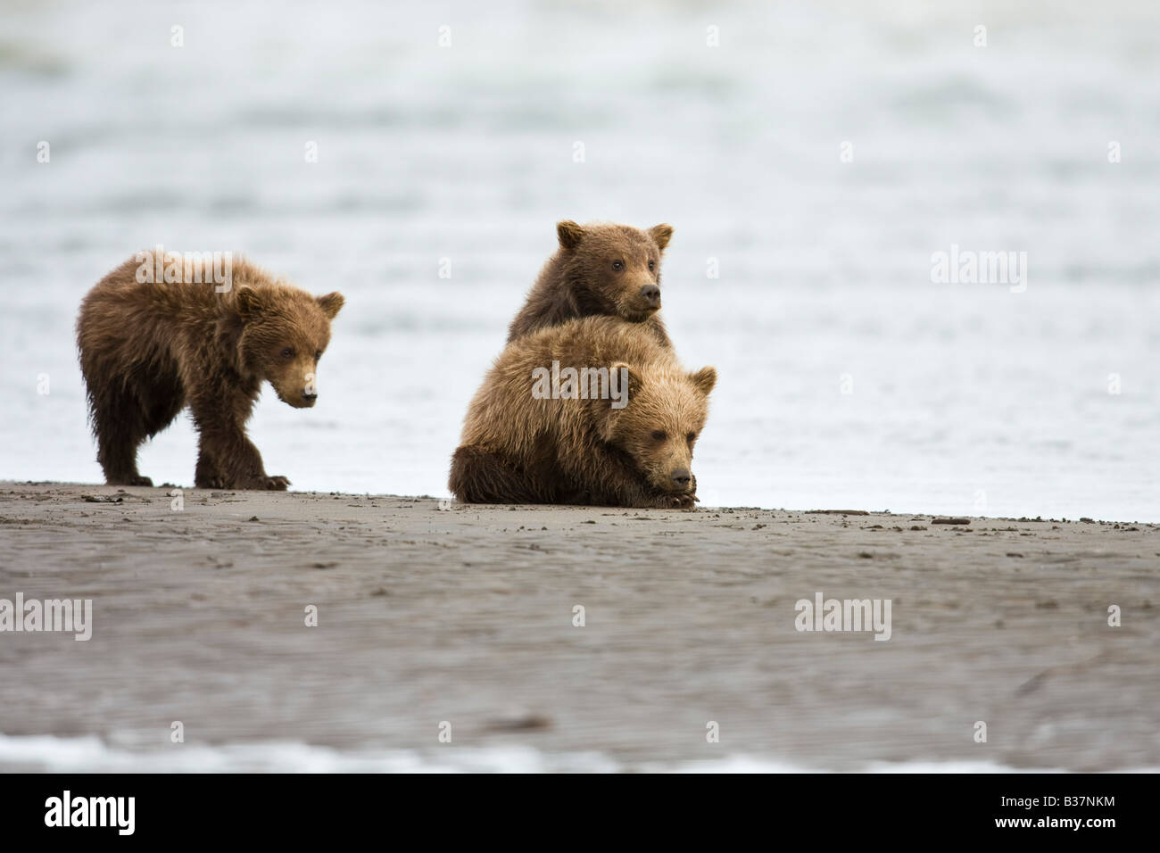 Brown Bear Ursus arctos) cubs on the beach Stock Photo - Alamy