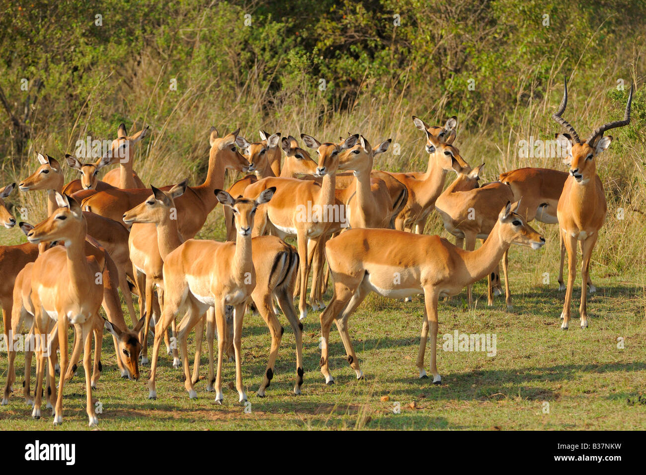 Impala male with harem Stock Photo - Alamy