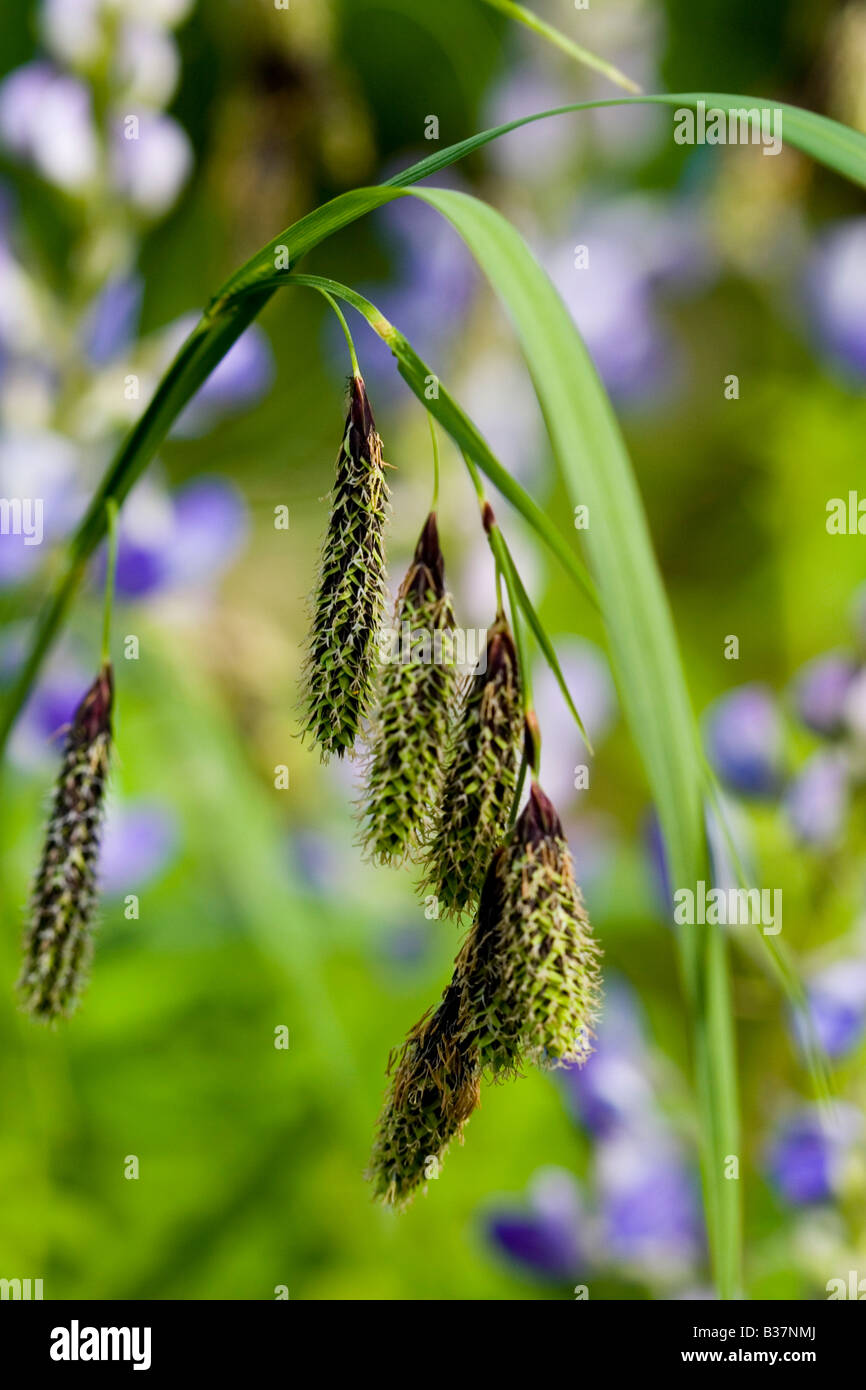 Wild Sedge (Carex sitchensis Stock Photo - Alamy