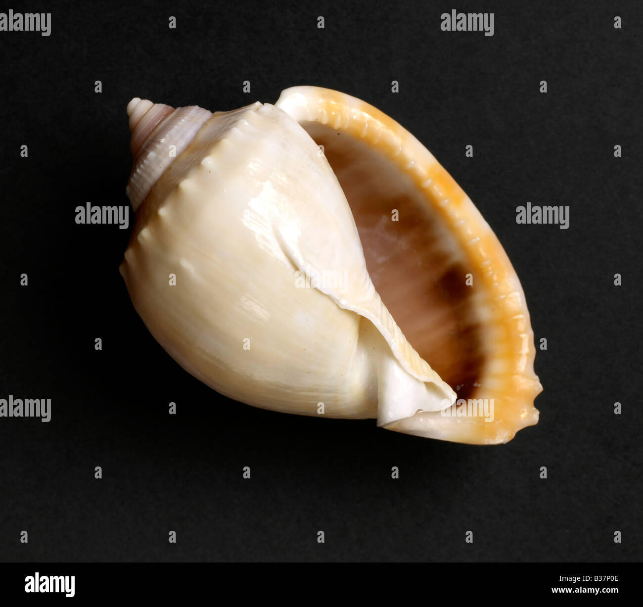 Iconic seashell hi-res stock photography and images - Alamy