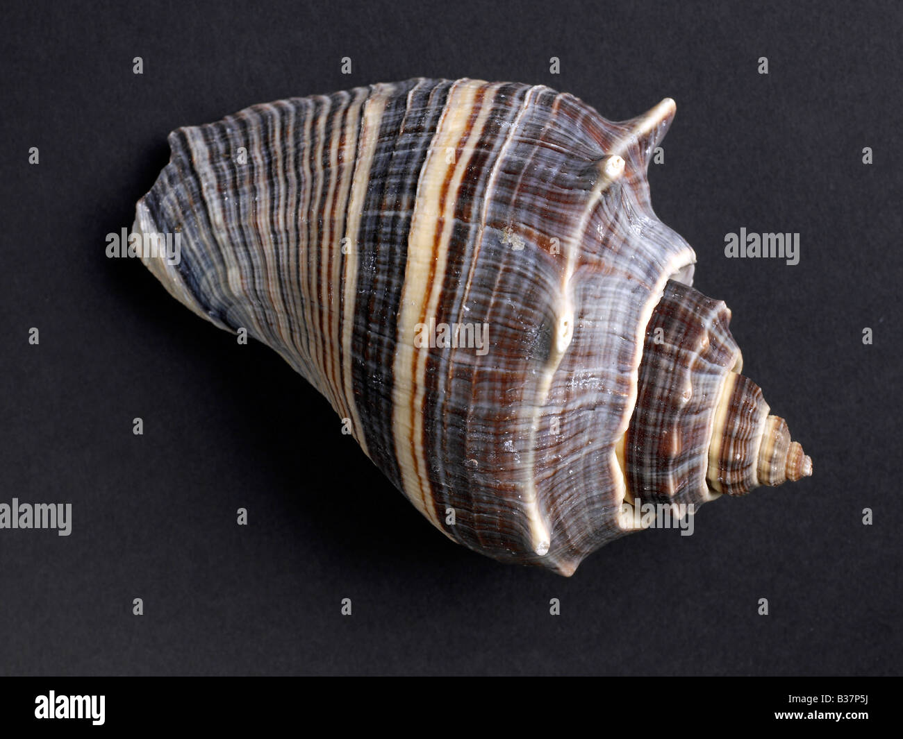 Seashell studio hi-res stock photography and images - Alamy